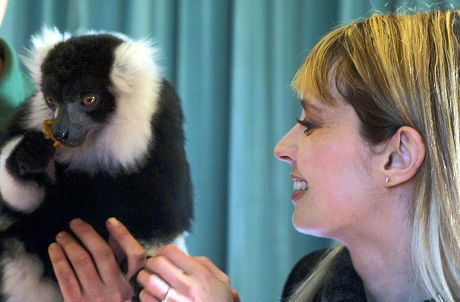 Dana Lemur London Zoo Kate Fox Editorial Stock Photo - Stock Image ...