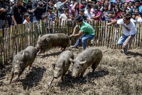 Filipinos Chase After Pigs During Bindiyan Editorial Stock Photo ...