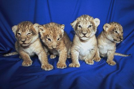 __COUNT__ imágenes de LION CUB BORN TO BONGO THE DEAD FILM STAR LION ...