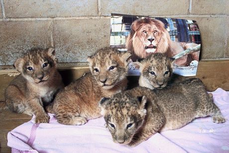 __COUNT__ imágenes de LION CUB BORN TO BONGO THE DEAD FILM STAR LION ...