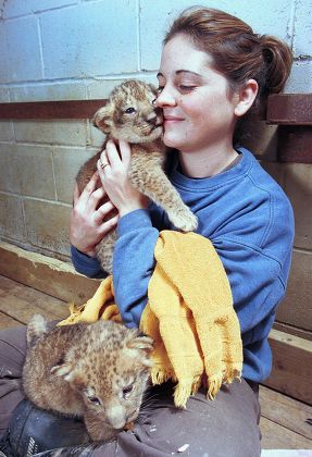 Michael Hackenberger Owner Bowmanville Zoo Bongos Editorial Stock Photo ...