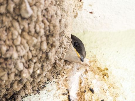 Fledgling House Martin Delichon Urbicum Nest Editorial Stock Photo ...