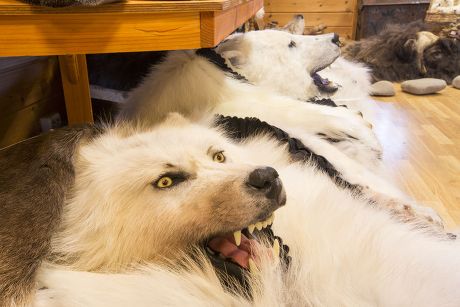 Stuffed Polar Bear Wolf Shop Longyearbyen Editorial Stock Photo - Stock ...