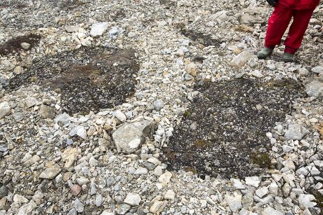 Patterned Ground Stone Circles Formed Above Editorial Stock Photo ...