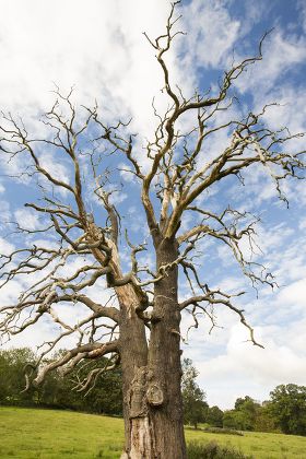40 Large tree log Stock Pictures, Editorial Images and Stock Photos ...