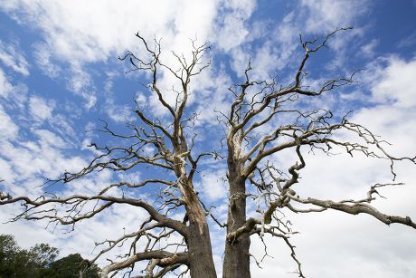 40 Large tree log Stock Pictures, Editorial Images and Stock Photos ...