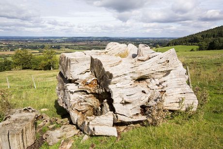 40 Large tree log Stock Pictures, Editorial Images and Stock Photos ...
