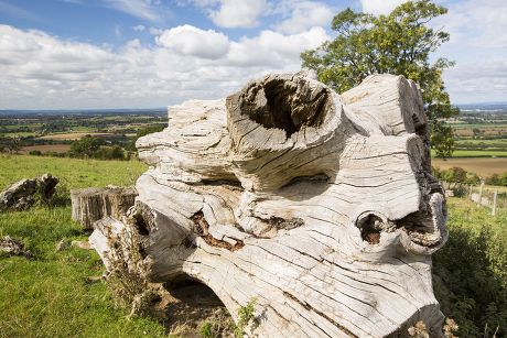 40 Large tree log Stock Pictures, Editorial Images and Stock Photos ...