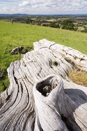 40 Large tree log Stock Pictures, Editorial Images and Stock Photos ...