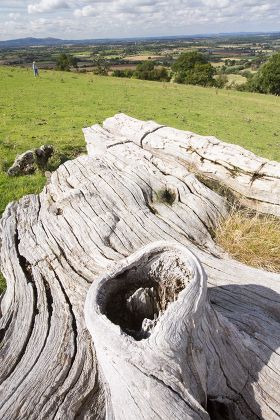 40 Large tree log Stock Pictures, Editorial Images and Stock Photos ...