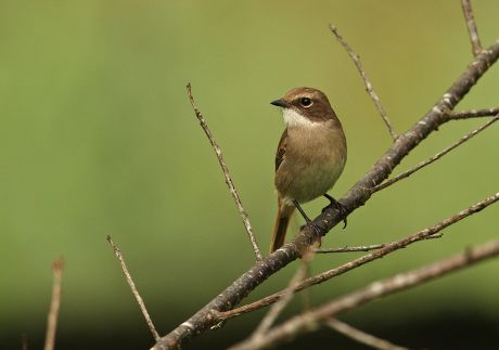 250 Bush chats Stock Pictures, Editorial Images and Stock Photos ...