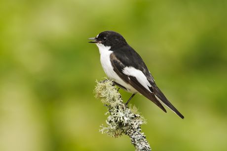 27 Near passerines Stock Pictures, Editorial Images and Stock Photos ...