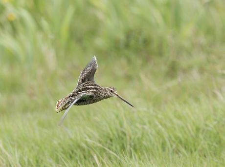 250 Common snipes Stock Pictures, Editorial Images and Stock Photos ...