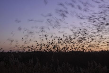 250 Flocks of animals Stock Pictures, Editorial Images and Stock Photos ...