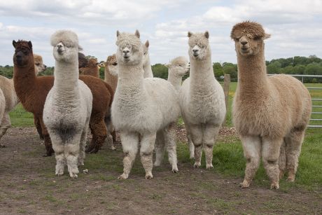 75 Lama alpaca Stock Pictures, Editorial Images and Stock Photos ...