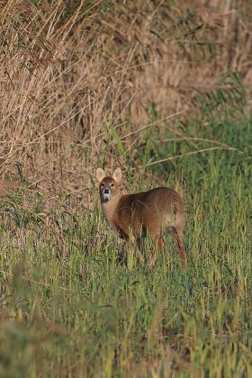 Chinese Water Deer Hydropotes Inermis Introduced Editorial Stock Photo ...