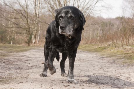 Domestic Dog Black Labrador Retriever Elderly Editorial Stock Photo ...