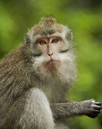 Crabeating Macaque Macaca Fascicularis Immature Female Editorial Stock ...