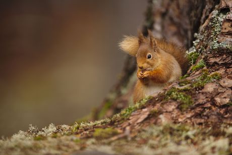 14 Hazel pine Stock Pictures, Editorial Images and Stock Photos ...