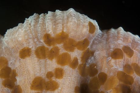 Acoel Flatworm Waminoa Sp Adults Group Editorial Stock Photo - Stock ...