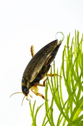 17 Beetle tank Stock Pictures, Editorial Images and Stock Photos ...