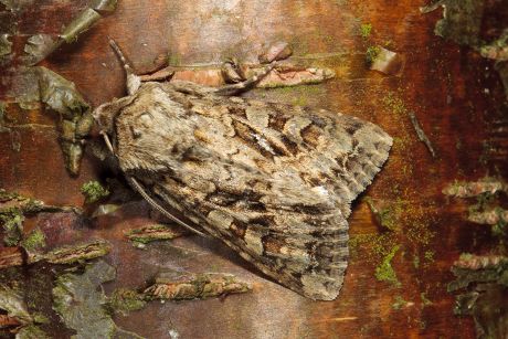 250 Noctuid Stock Pictures, Editorial Images and Stock Photos ...