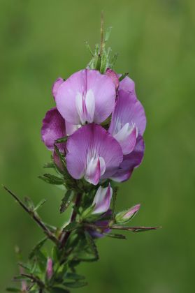 Spiny Restharrow Ononis Spinosa Closeup Flowers Editorial Stock Photo ...