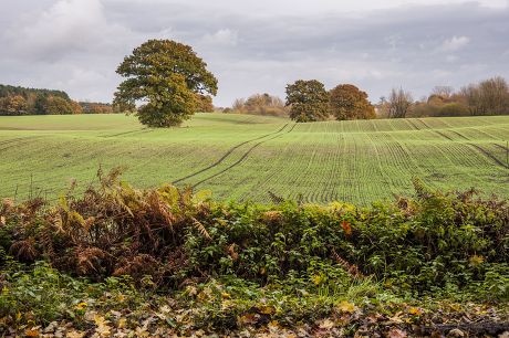View Arable Farmland Mature Trees Field Editorial Stock Photo - Stock ...