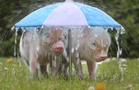 Mini Pigs Sheltering Rain Under Umbrella Editorial Stock Photo - Stock ...