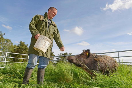 250 Female wild boar Stock Pictures, Editorial Images and Stock Photos ...