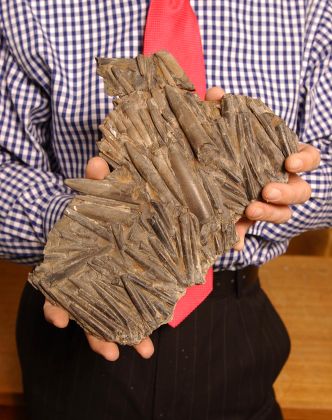 Professor Peter Doyle Fossilised Dinosaur Vomit Editorial Stock Photo ...