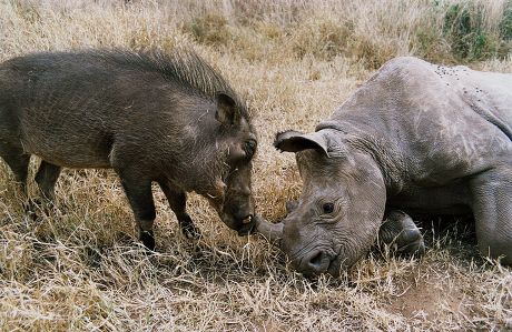 __COUNT__ OMNI THE BLACK RHINOCEROS AND DIGBY THE WARTHOG, THE BEST OF ...