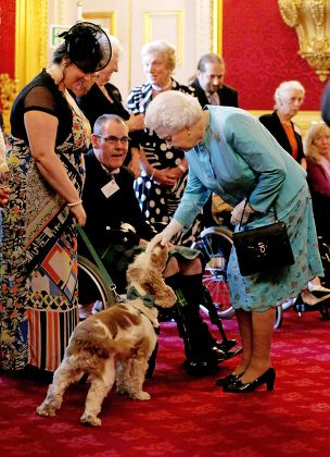 queen elizabeth ii animals Stock Photos (Exclusive) | Shutterstock
