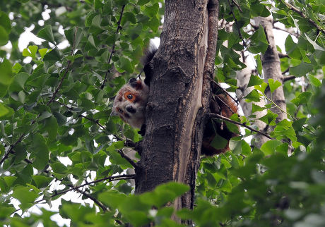 Flying Squirrel Tree Editorial Stock Photo - Stock Image | Shutterstock