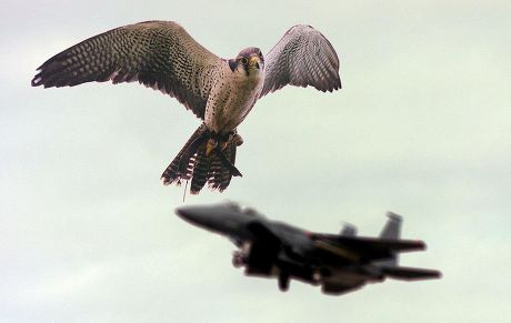 Keith Mutton Launches Bader Lanner Falcon Editorial Stock Photo - Stock ...