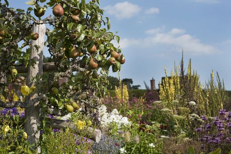 Pear Trees Gardens Created By Gardener Editorial Stock Photo - Stock ...