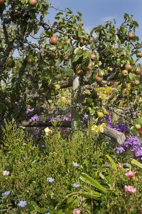 Pear Trees Gardens Created By Gardener Editorial Stock Photo - Stock ...