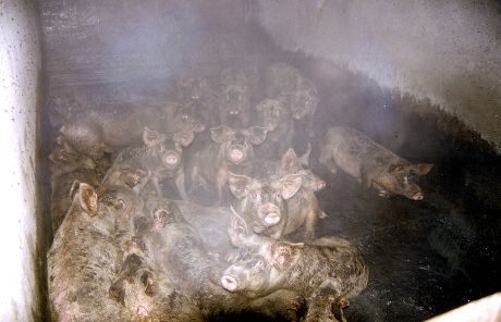 Pigs Were Kept Inhumane Conditions On Editorial Stock Photo - Stock ...