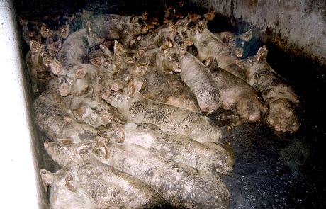 Pigs Were Kept Inhumane Conditions On Editorial Stock Photo - Stock ...