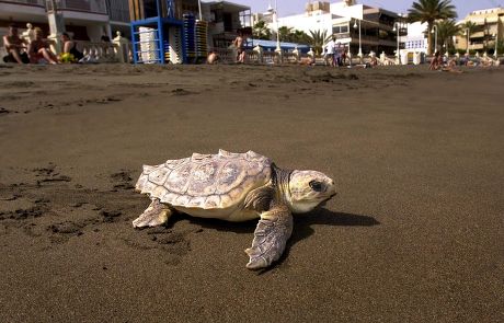 Shelly Loggerhead Turtle Races Towards Freedom Editorial Stock Photo ...