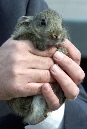 Adrian Connell Dipstick Rabbit Editorial Stock Photo - Stock Image ...