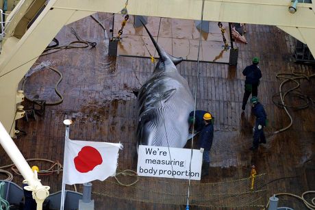 __COUNT__ GREENPEACE ANTI WHALING CAMPAIGN IN THE SOUTHERN OCEAN - 2001 ...