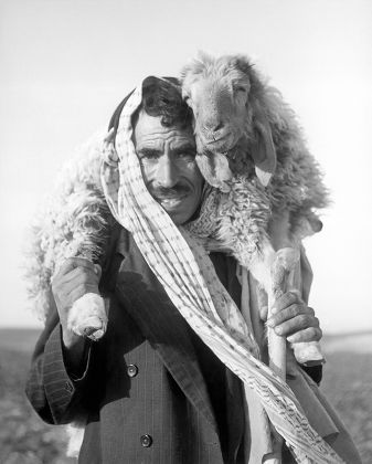 7 Arab shepherd man Stock Pictures, Editorial Images and Stock Photos ...