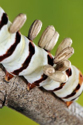 65 Caterpillar skin Stock Pictures, Editorial Images and Stock Photos ...
