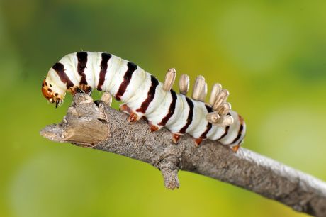 65 Caterpillar skin Stock Pictures, Editorial Images and Stock Photos ...