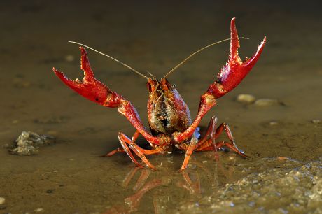 Louisiana Crayfish Procambarus Clarkii Defence Posture Editorial Stock ...