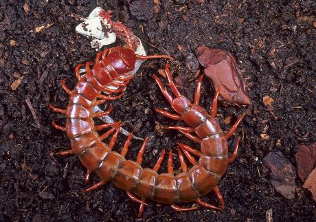 9 Scolopendra Stock Pictures, Editorial Images and Stock Photos ...