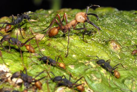 Army Ants Eciton Burchelli Editorial Stock Photo - Stock Image ...