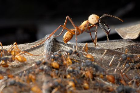 Army Ants Eciton Burchelli Editorial Stock Photo - Stock Image ...