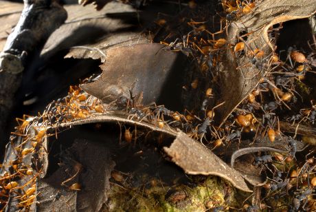 Army Ants Eciton Burchelli Editorial Stock Photo - Stock Image ...